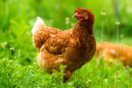 What Is a Pullet? - Everything You Need to Know