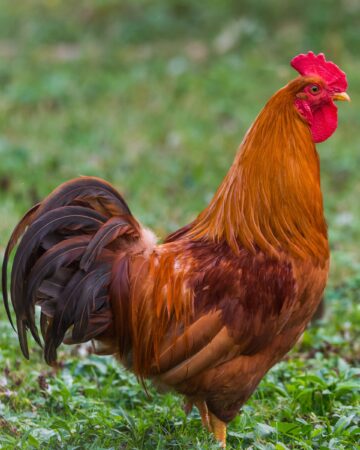 19 Best Rooster Breeds for Your Flock (With Pictures!)