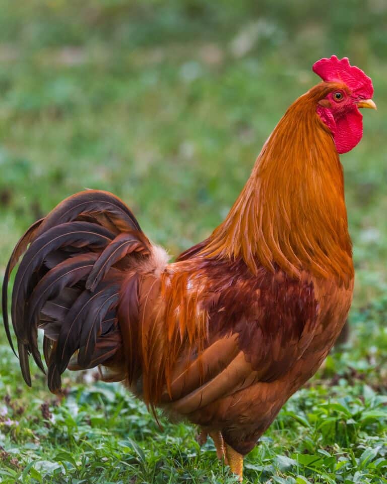 19 Best Rooster Breeds for Your Flock (With Pictures!)