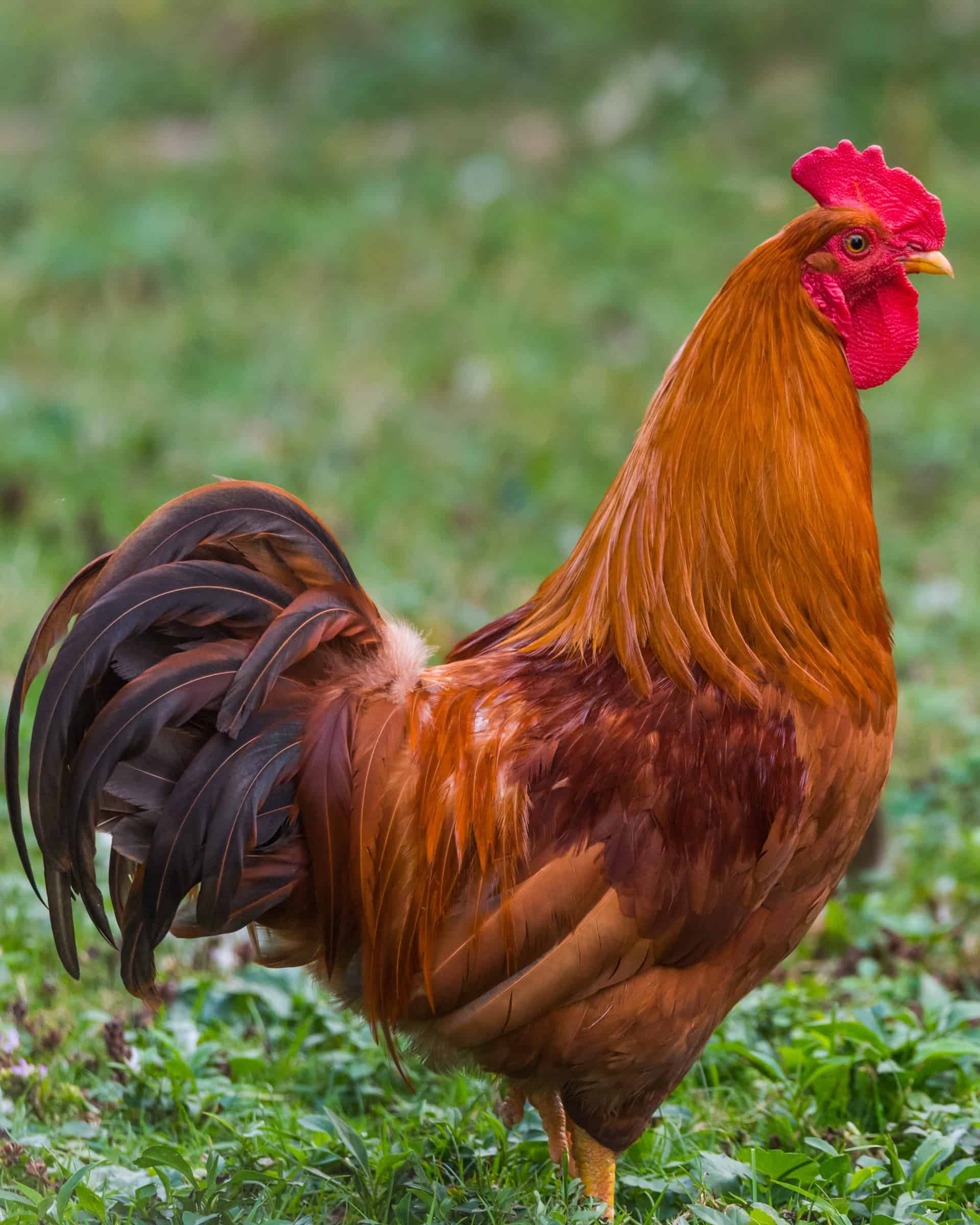 19 Best Rooster Breeds for Your Flock (With Pictures!)