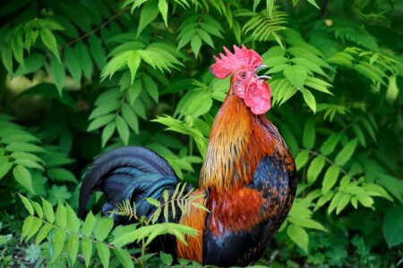 19 Best Rooster Breeds for Your Flock (With Pictures!)
