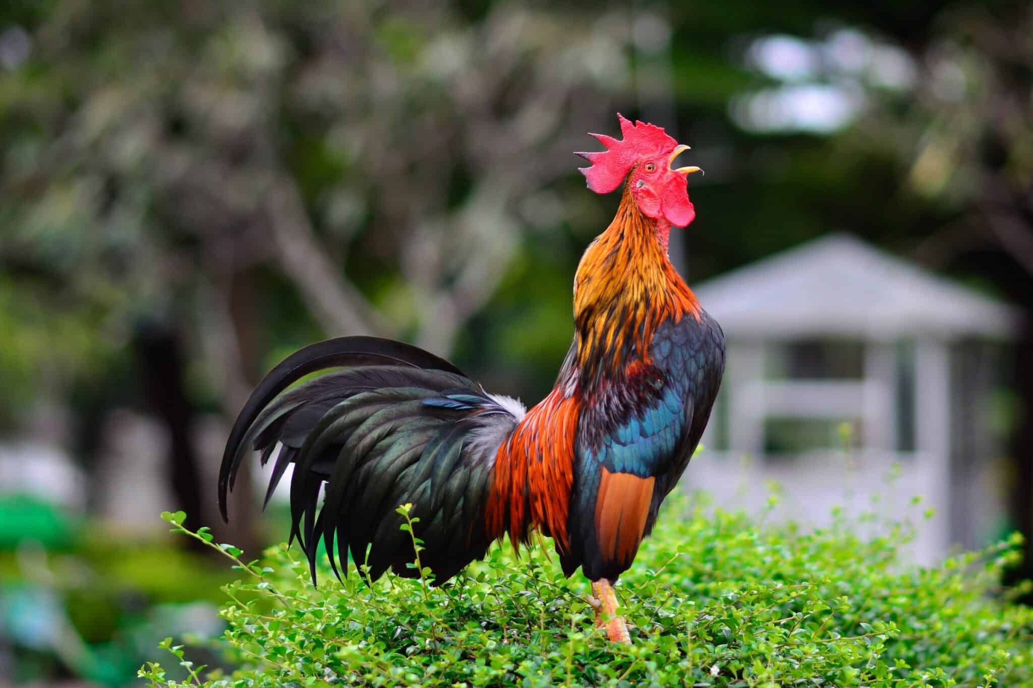 Can Chickens Fly? An Ultimate Guide to Chicken Flight
