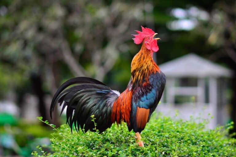 Can Chickens Fly? An Ultimate Guide to Chicken Flight