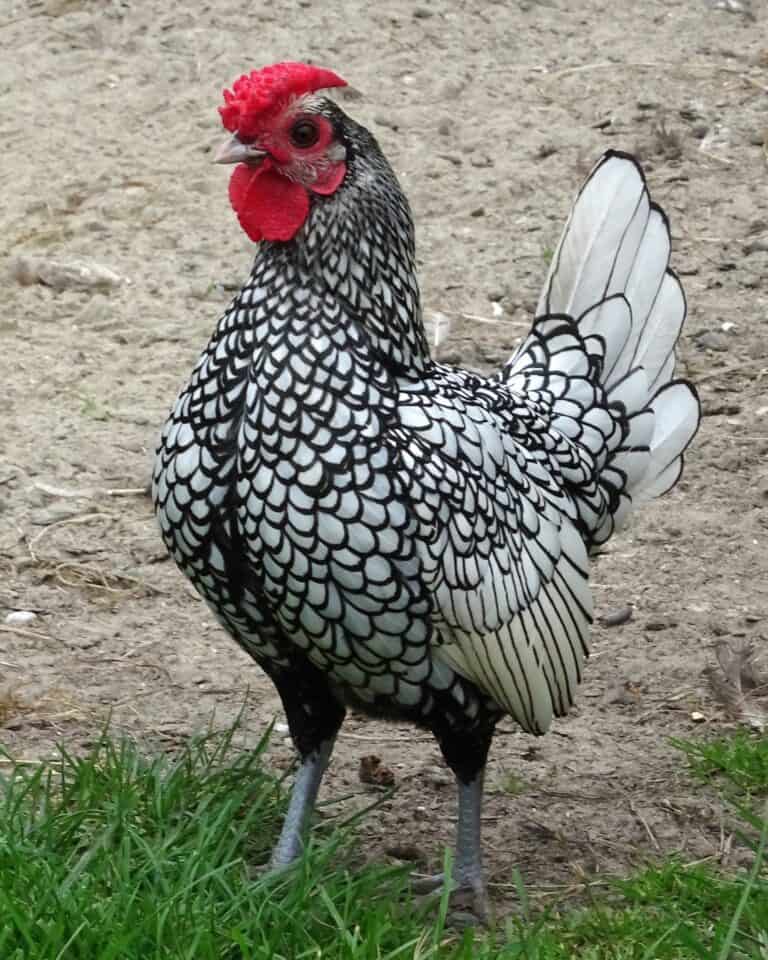 19 Best Rooster Breeds for Your Flock (With Pictures!)