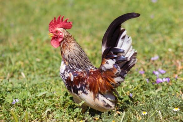 19 Small Chicken Breeds: Ranked by Size (With Pictures)