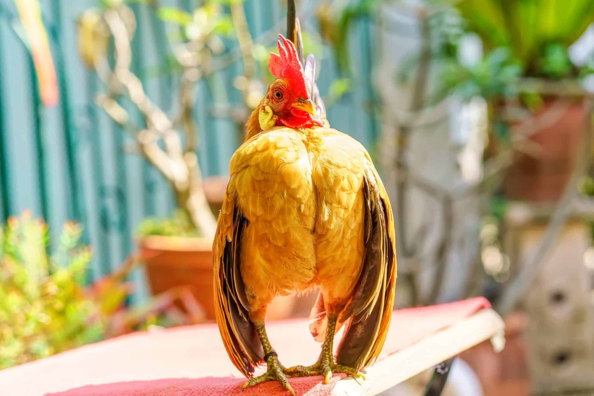 Serama Chicken: Breed Profile, Care Guide & Facts