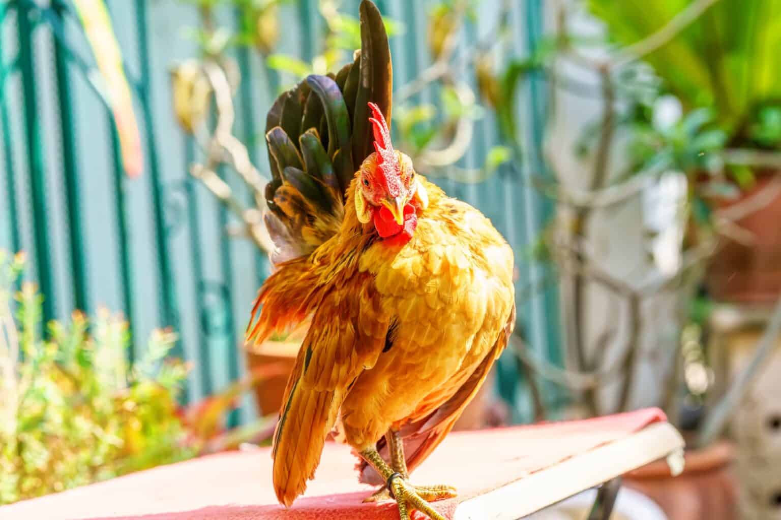 Serama Chicken: Breed Profile, Care Guide & Facts