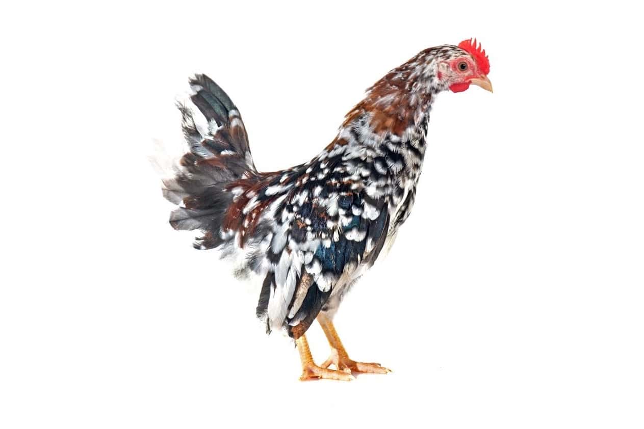 Serama Chicken: Breed Profile, Care Guide & Facts