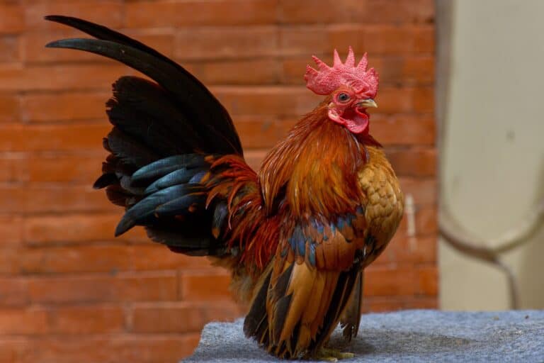 Serama Chicken: Breed Profile, Care Guide & Facts