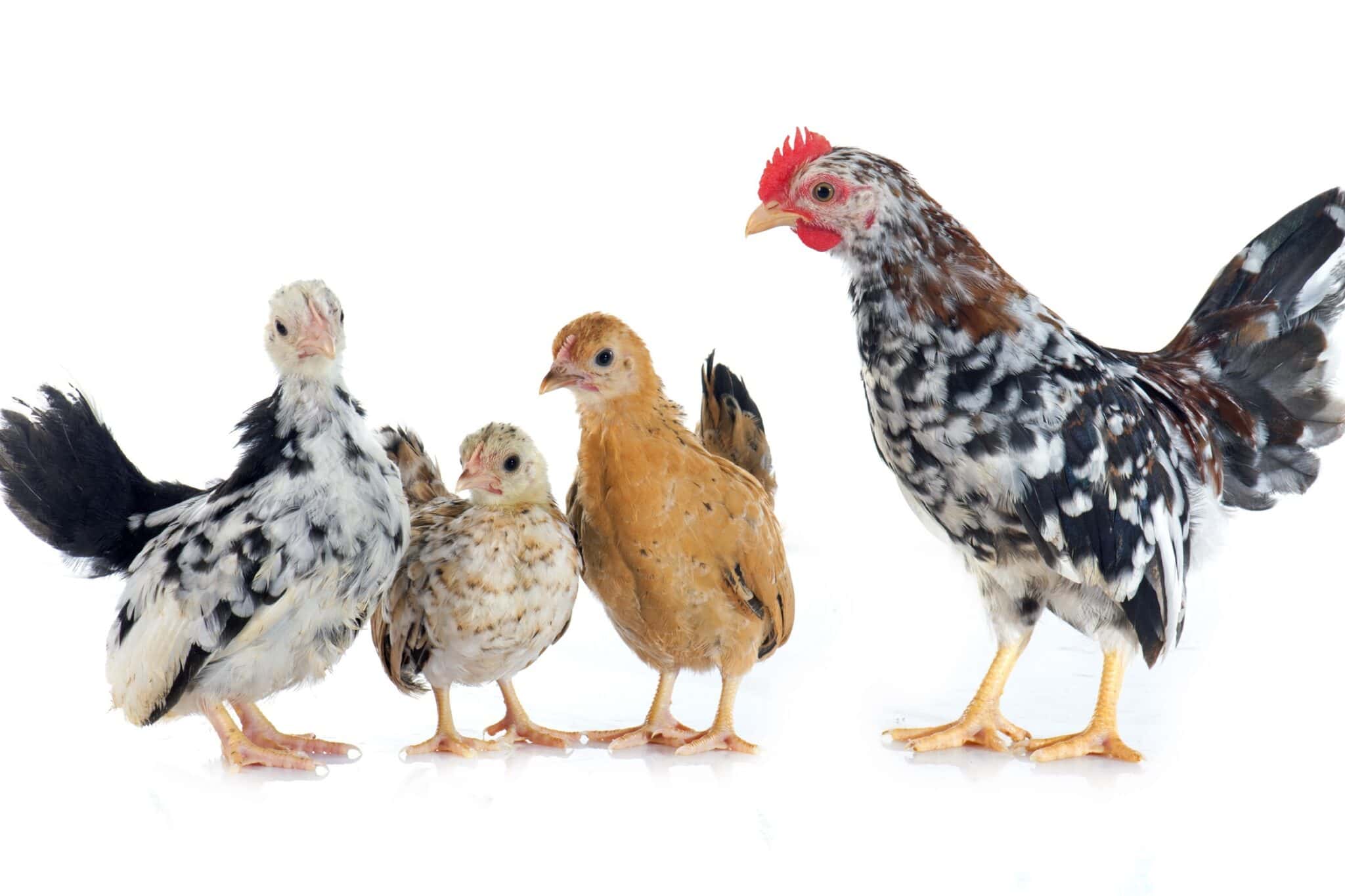 Serama Chicken: Breed Profile, Care Guide & Facts