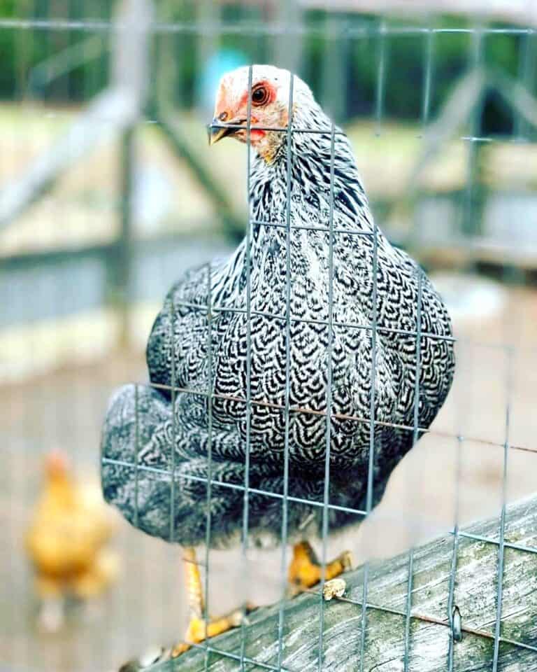 Barred Rock Chicken: Breed Profile, Facts & Pictures