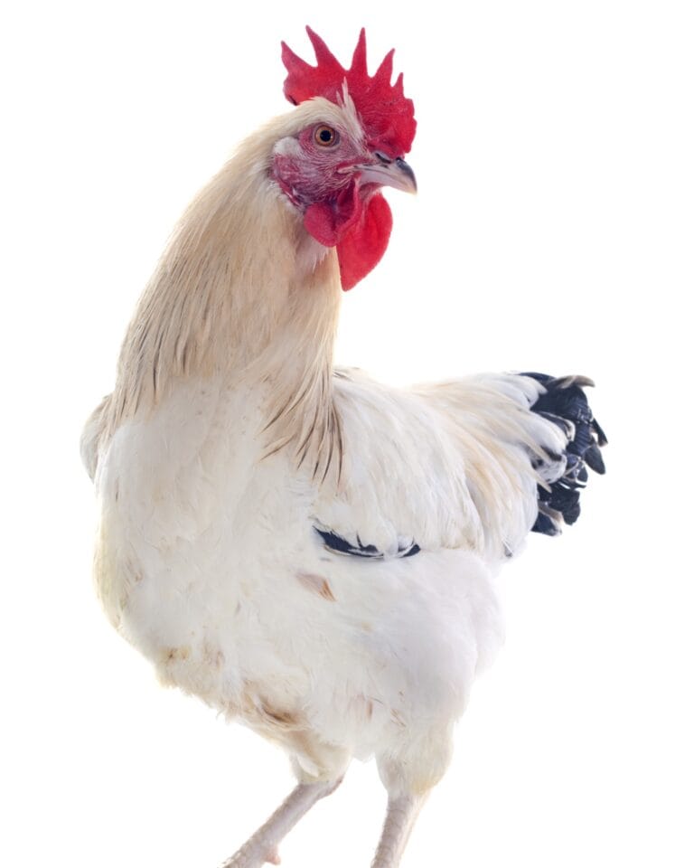 19 Best Rooster Breeds for Your Flock (With Pictures!)