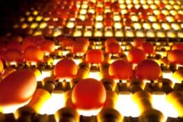 Candling Eggs: How to Candle an Egg (A Complete Guide)