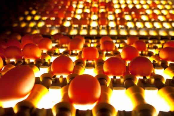 Candling Eggs: How to Candle an Egg (A Complete Guide)