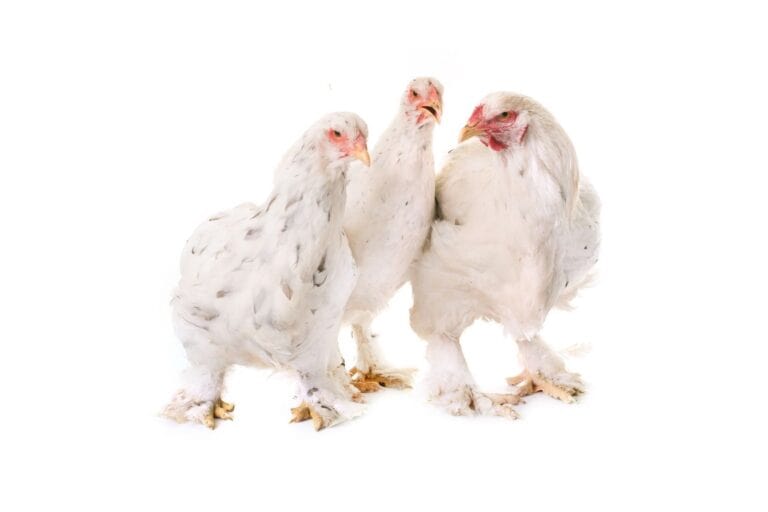 Brahma Chicken: Breed Profile, Pictures & Care Guide