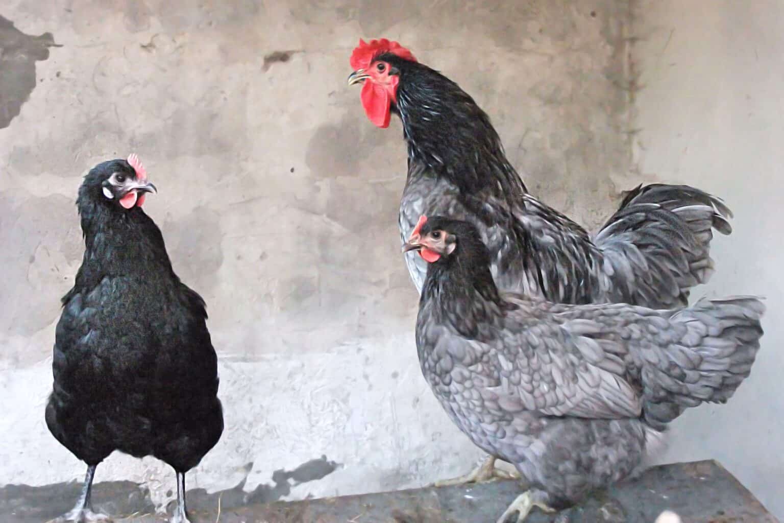 Jersey Giant Chicken: Breed Profile, Facts & Pictures
