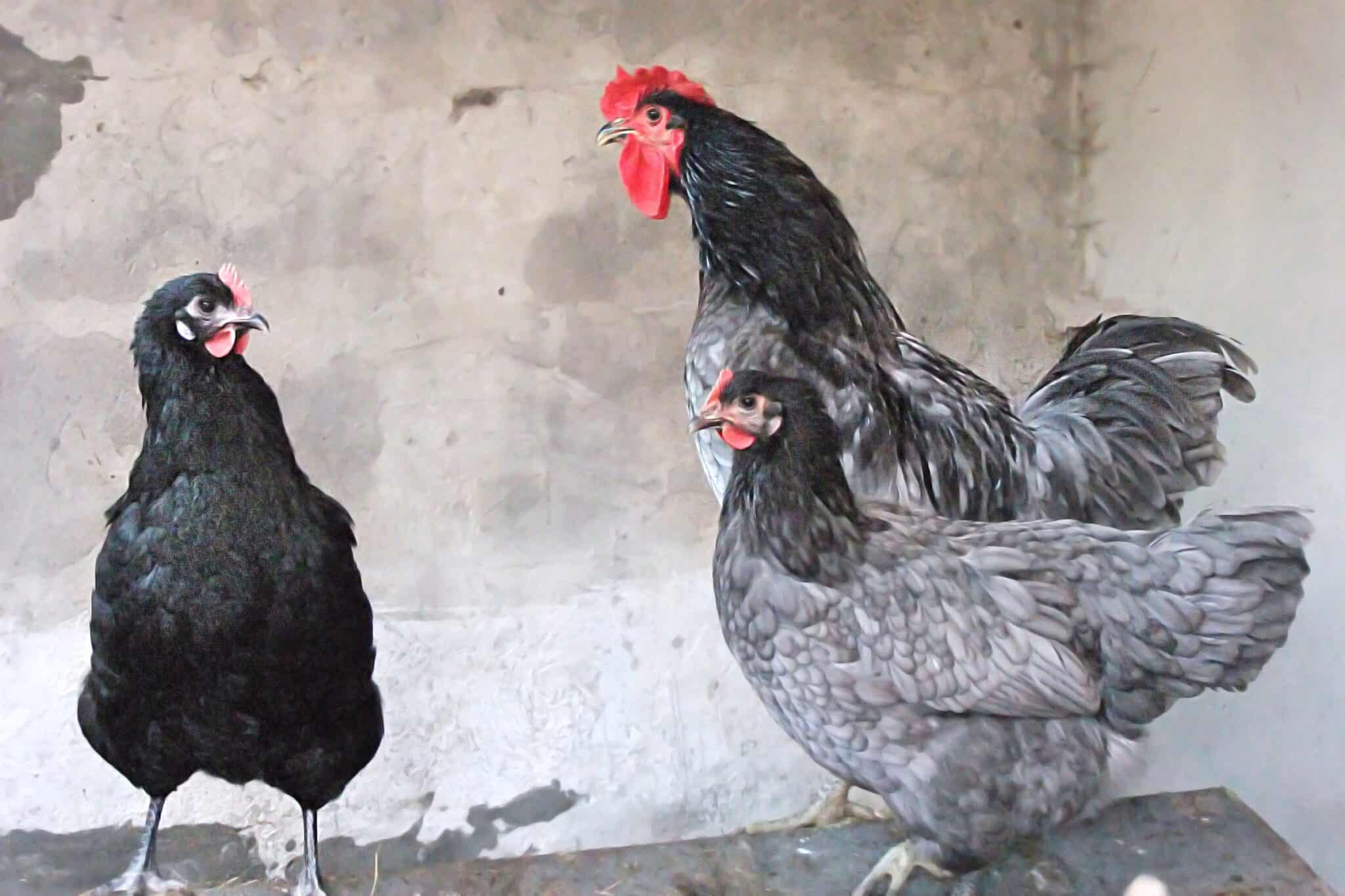 Jersey Giant Chicken: Breed Profile, Facts & Pictures