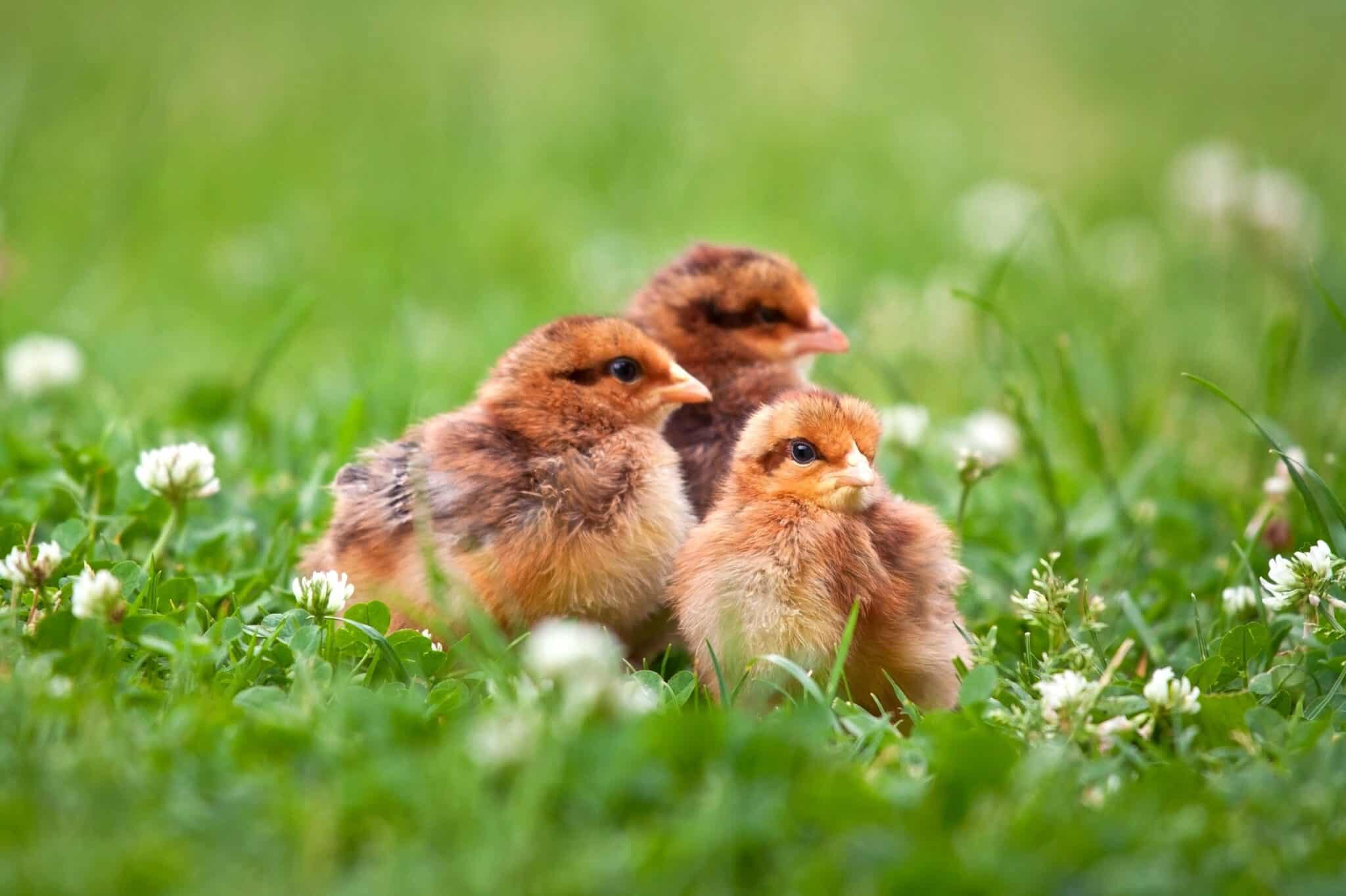 When Can Baby Chicks Go Outside? (A Complete Guide)