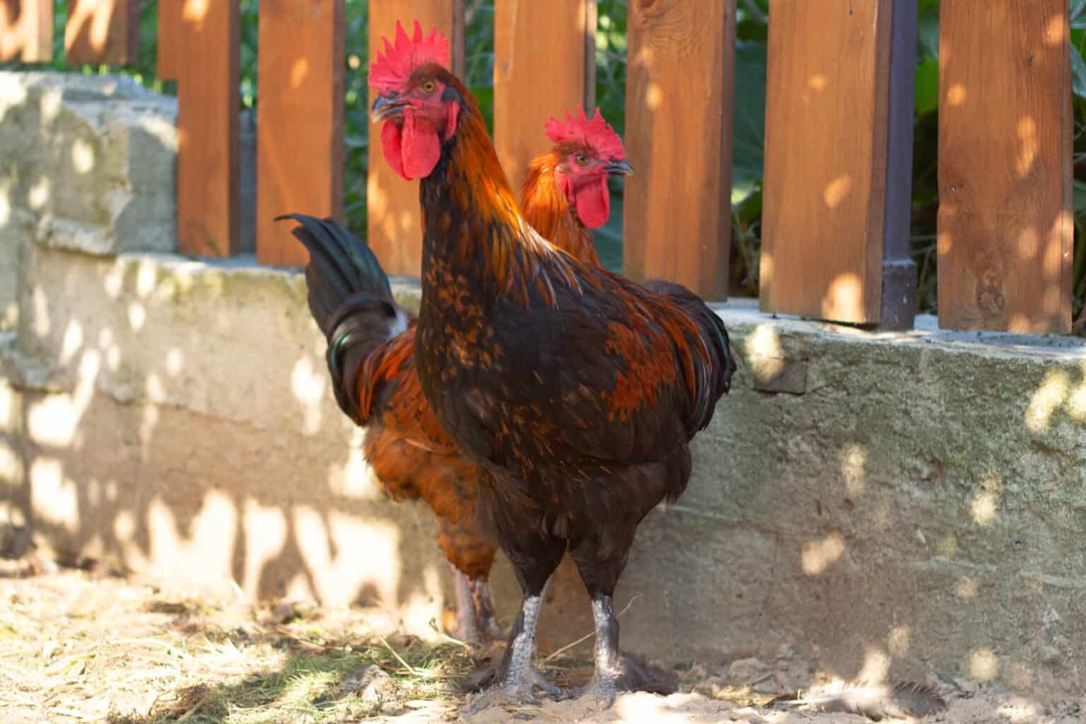 Black Copper Marans: Breed Profile, Facts & Pictures