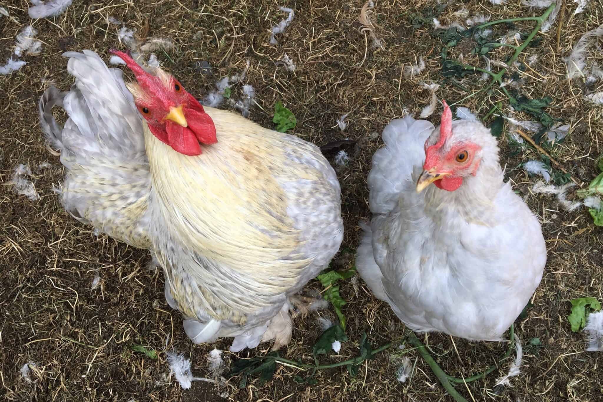 Mealworms for Chickens: 8 Benefits You Need to Know