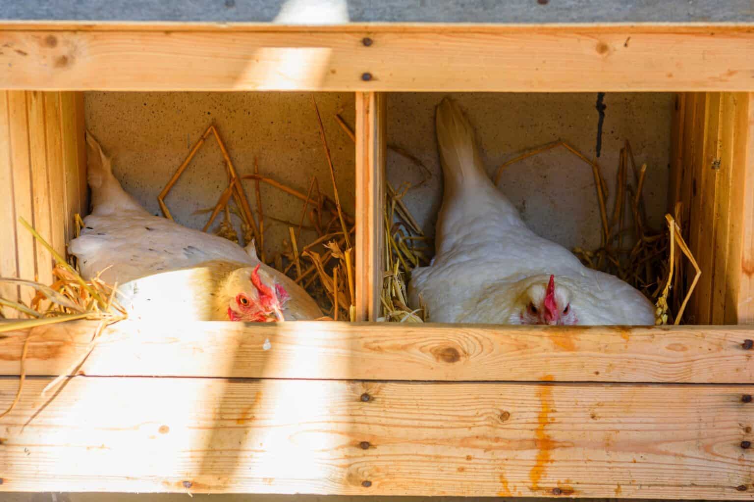 When Do Chickens Start Laying Eggs? - 7 Key Signs