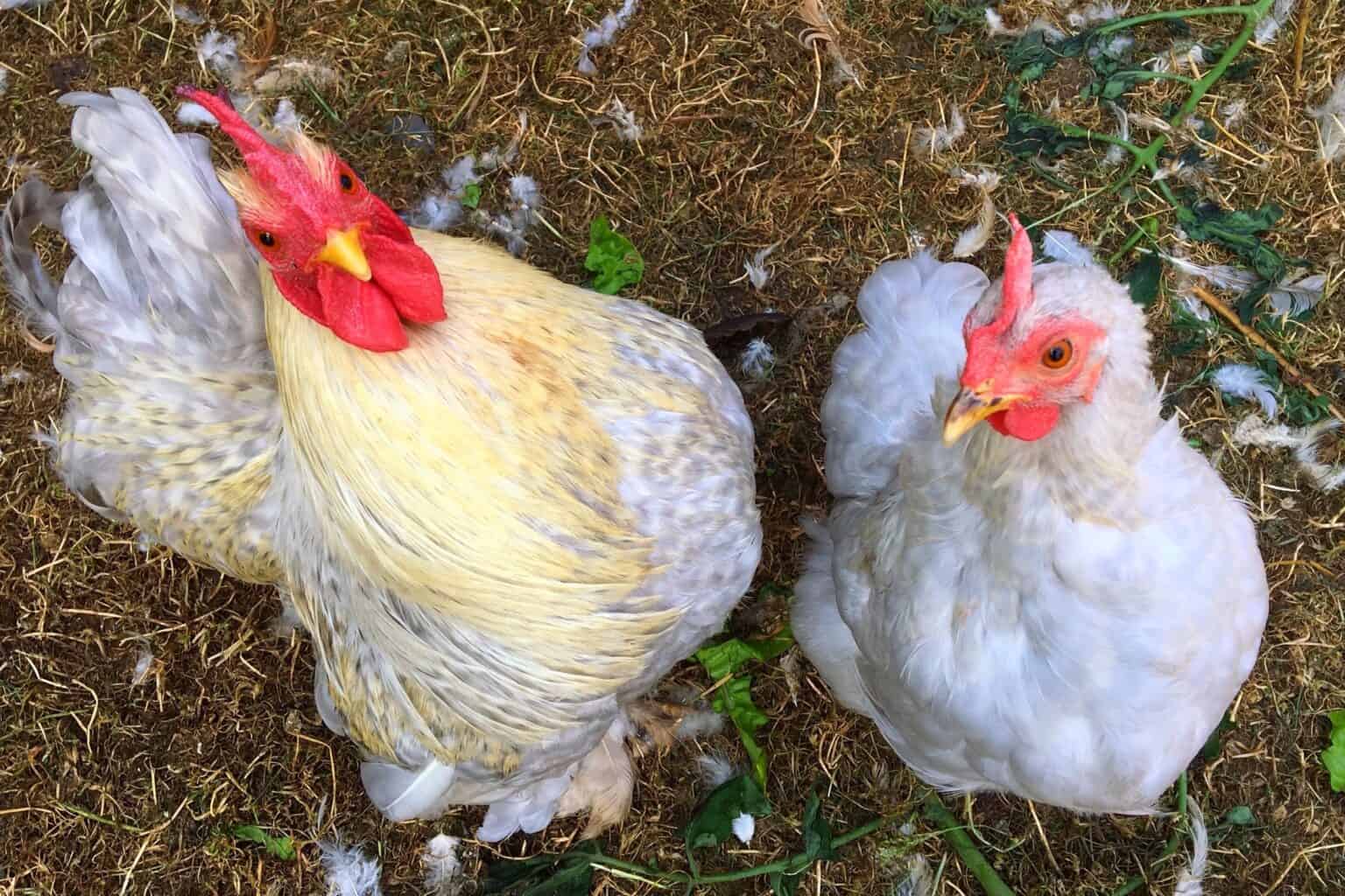 Chicken Losing Feathers: 14 Reasons & How to Treat It