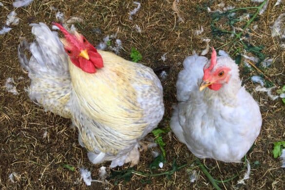 Molting Chickens: When Do Chickens Molt & How to Help