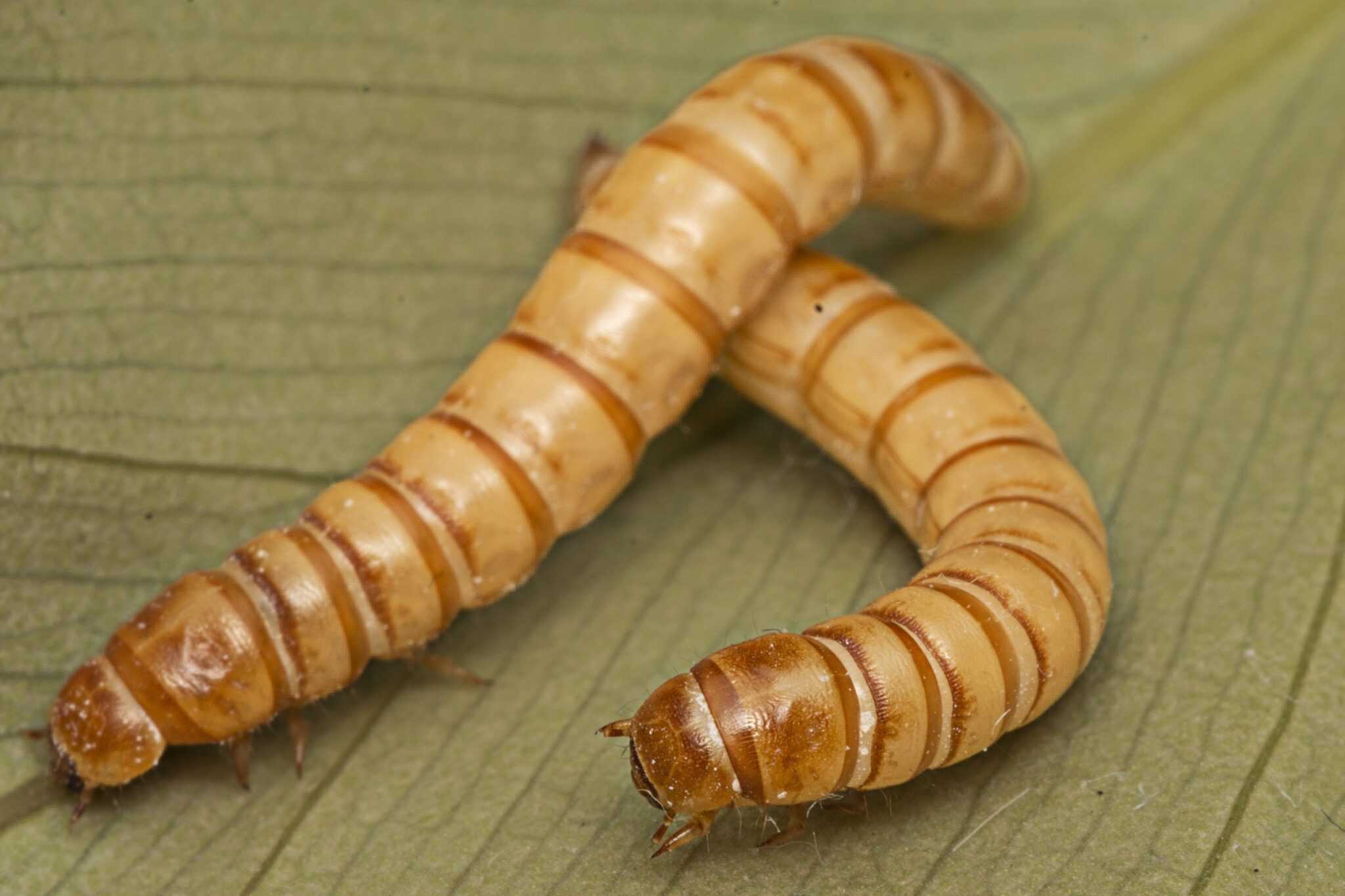 Mealworms for Chickens: 8 Benefits You Need to Know