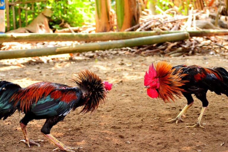 Chicken Losing Feathers: 14 Reasons & How to Treat It