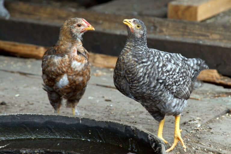 Sudden Chicken Death: Why Chickens Are Dying One By One?