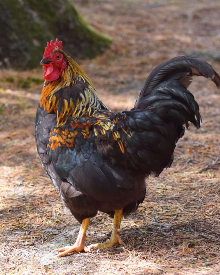 19 Best Rooster Breeds for Your Flock (With Pictures!)
