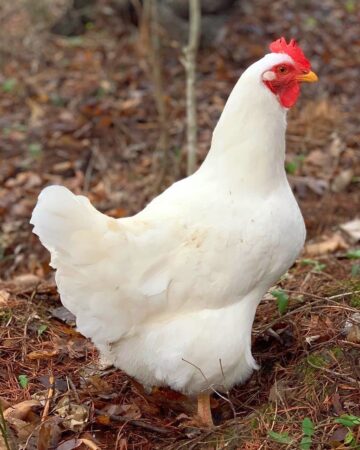Barred Rock Chicken: Breed Profile, Facts & Pictures