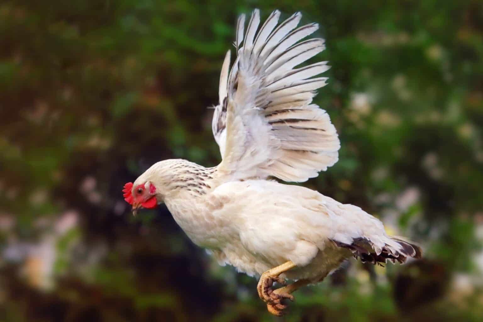 Can Chickens Fly? An Ultimate Guide to Chicken Flight