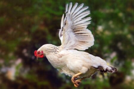 Can Chickens Fly? An Ultimate Guide to Chicken Flight