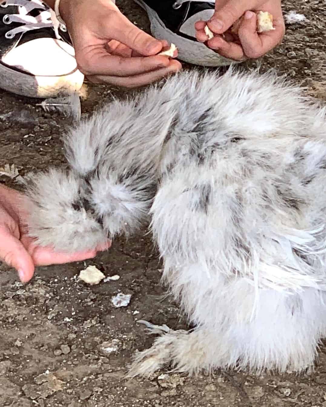 Wry Neck in Chickens: Everything You Need to Know