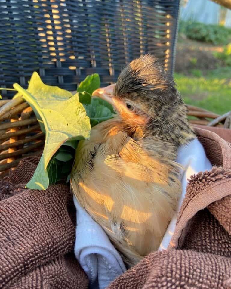 Wry Neck in Chickens: Everything You Need to Know