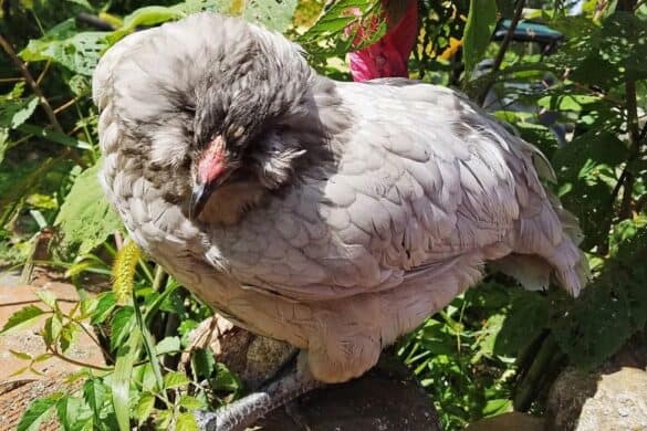 Sour Crop in Chickens: Causes, Treatment & Prevention