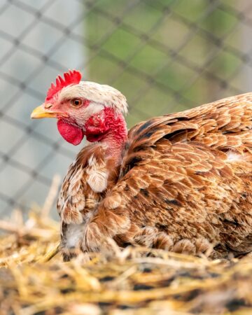 Wry Neck in Chickens: Everything You Need to Know