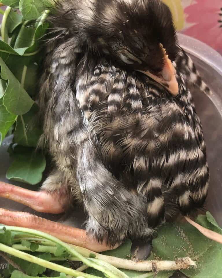 Wry Neck in Chickens: Everything You Need to Know