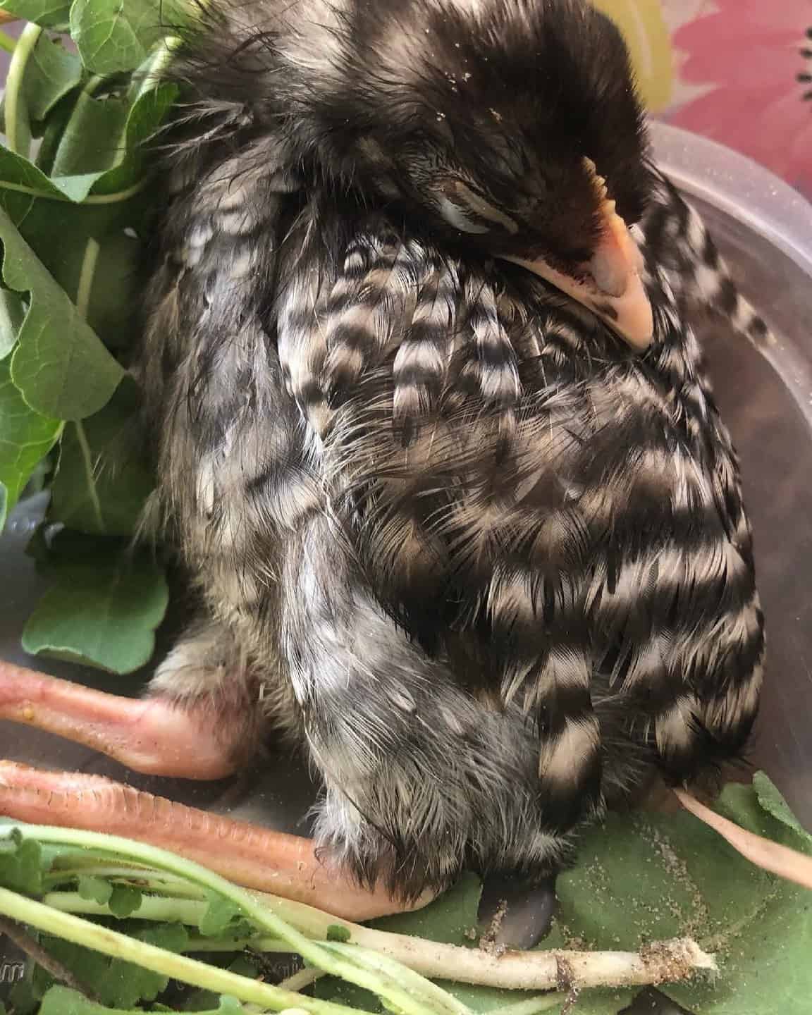 Wry Neck in Chickens: Everything You Need to Know