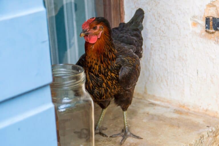 Black Sex Link Chicken: Breed Profile, Care Guide & Facts