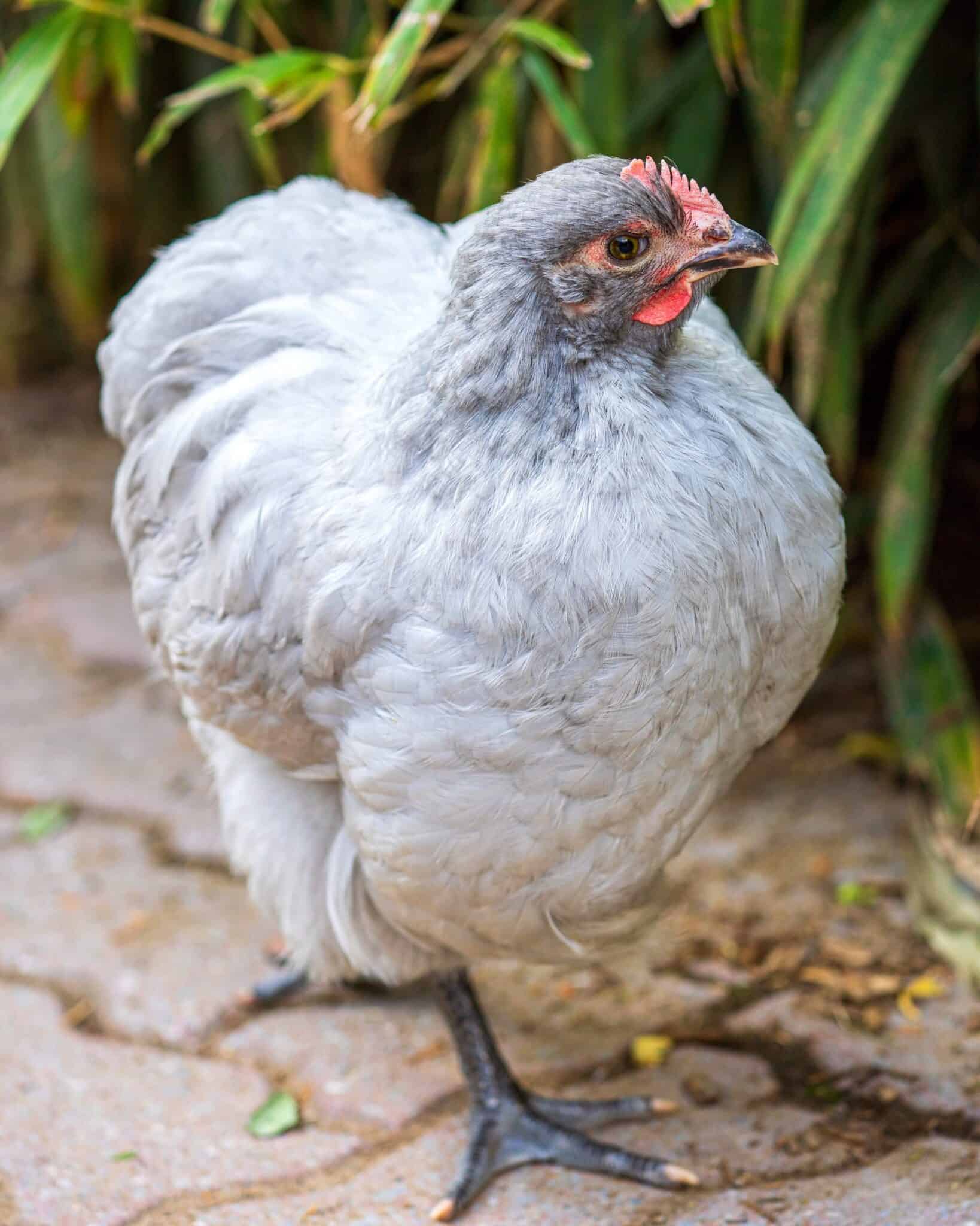Top 12 Chickens That Lay Pink Eggs (With Pictures!)