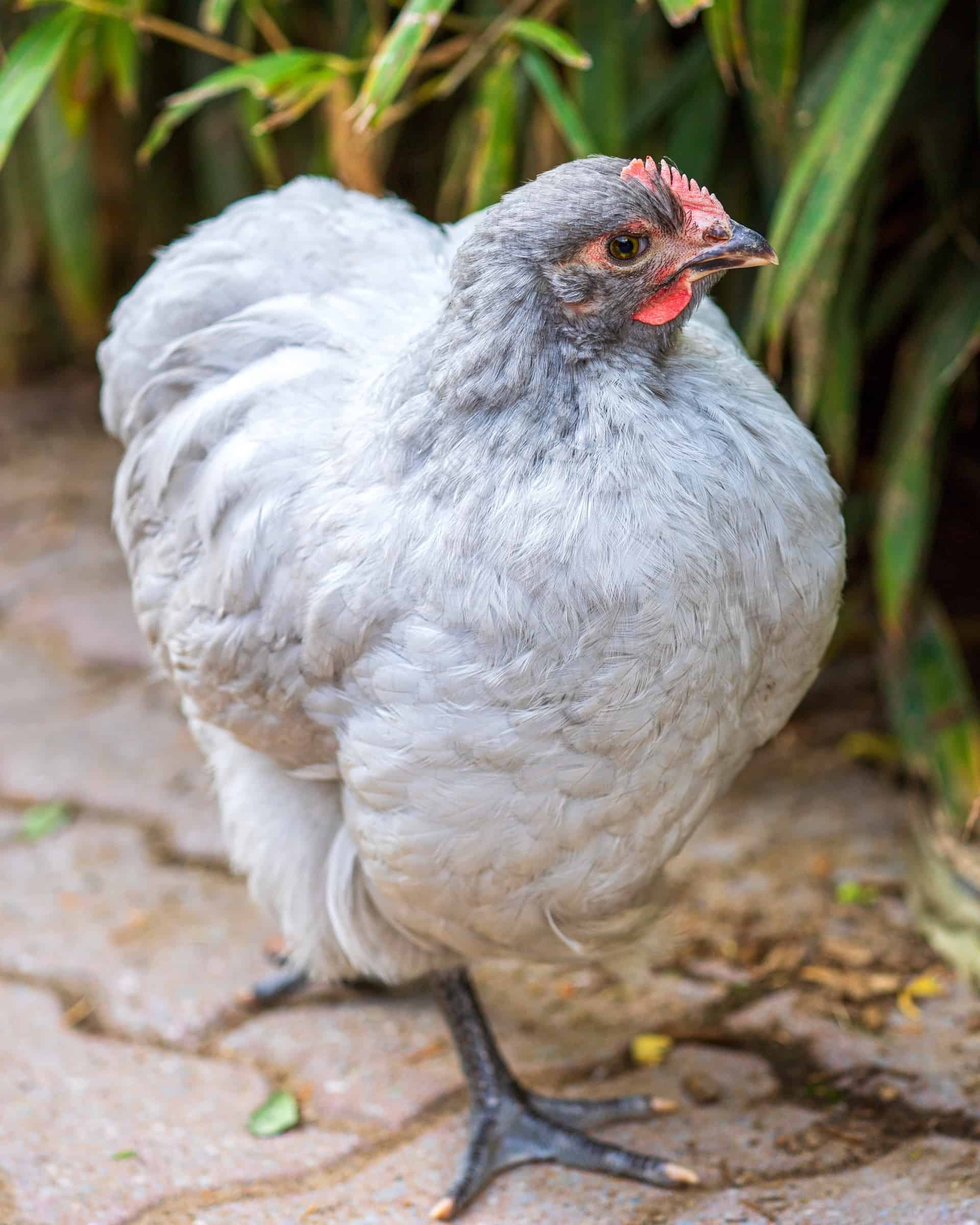 Top 12 Chickens That Lay Pink Eggs (With Pictures!)