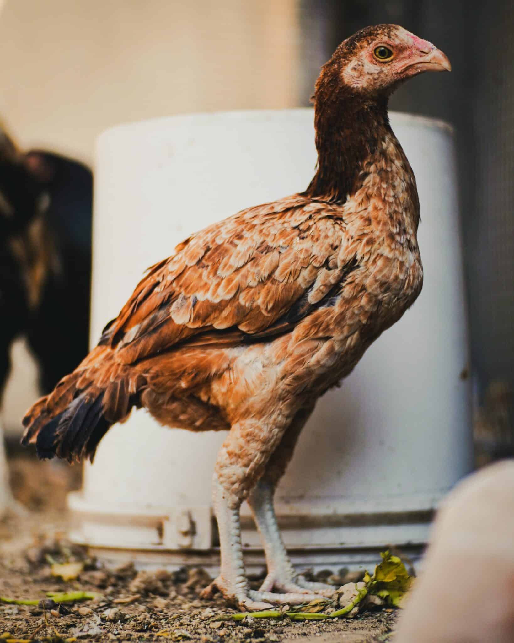 Top 12 Chickens That Lay Pink Eggs (With Pictures!)