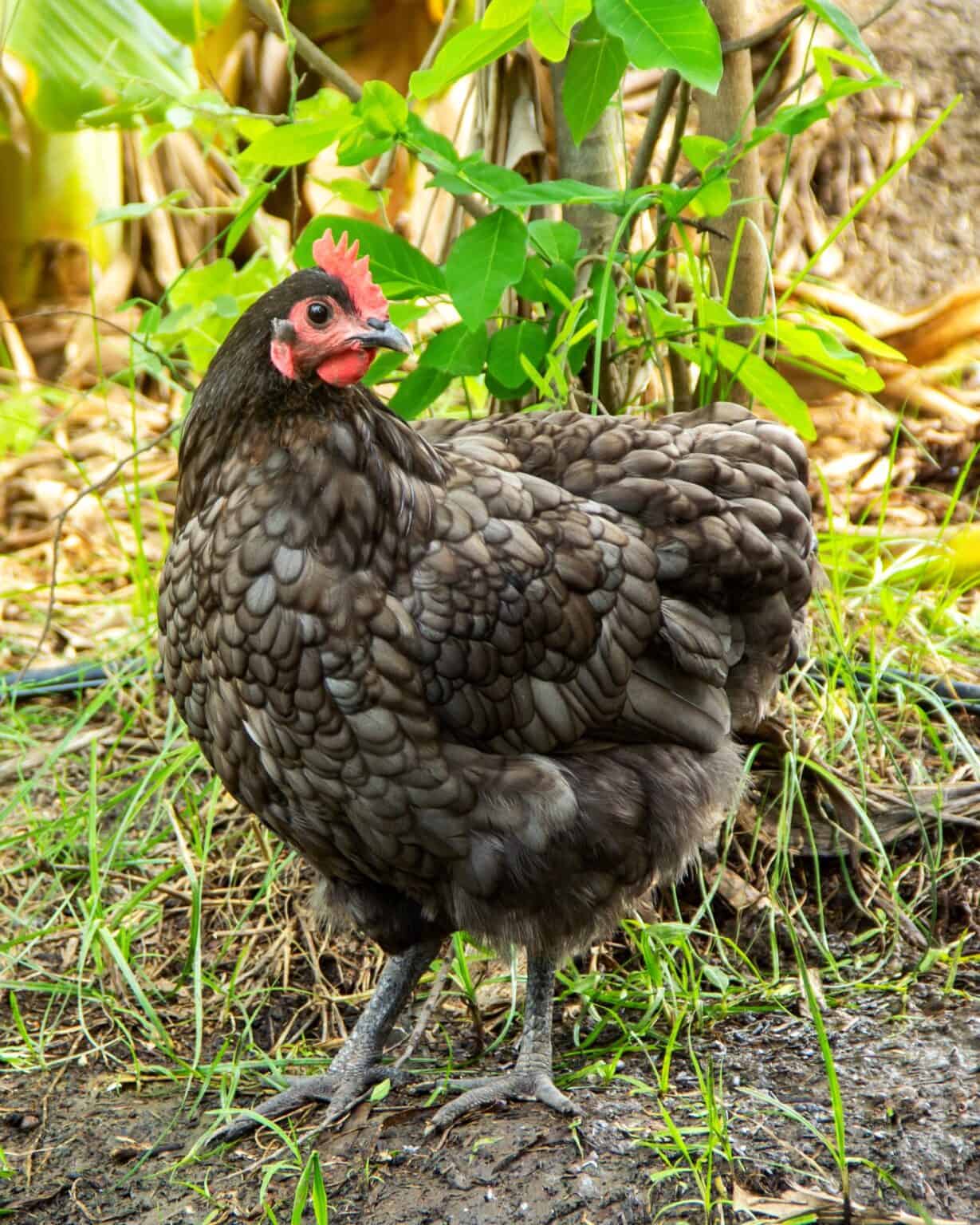 Top 12 Chickens That Lay Pink Eggs (With Pictures!)