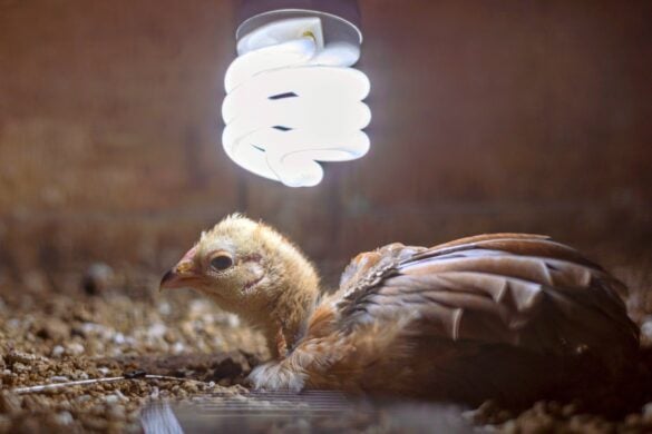 10 Ways to Tell If Chicks Are Hens or Roosters