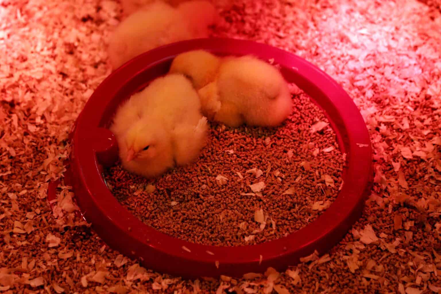 Temperature Chart and Guide for Baby Chicks - Daily Chickens
