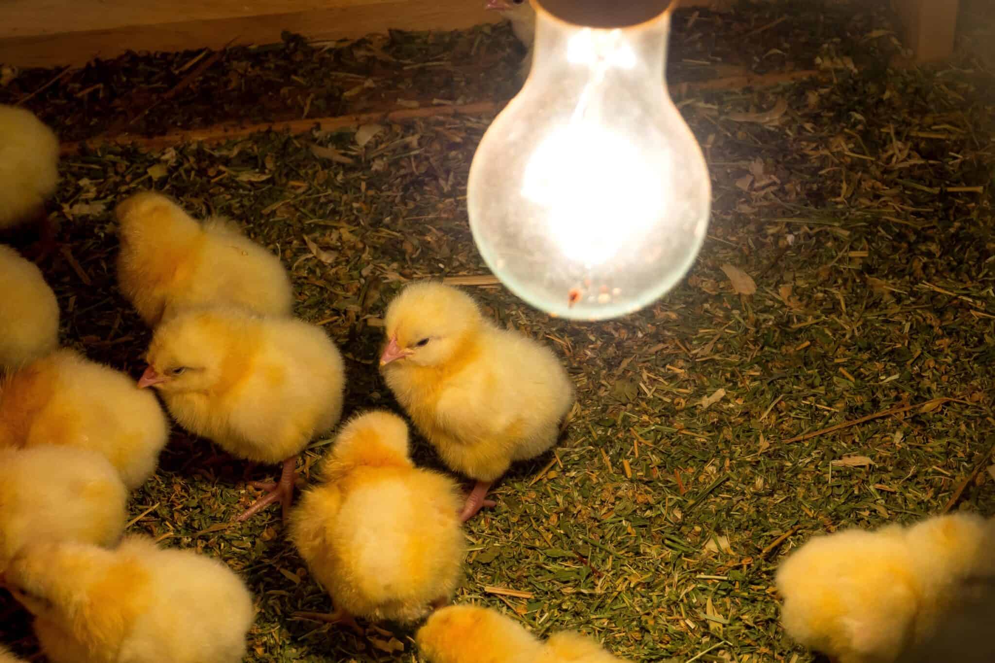 Temperature Chart and Guide for Baby Chicks - Daily Chickens