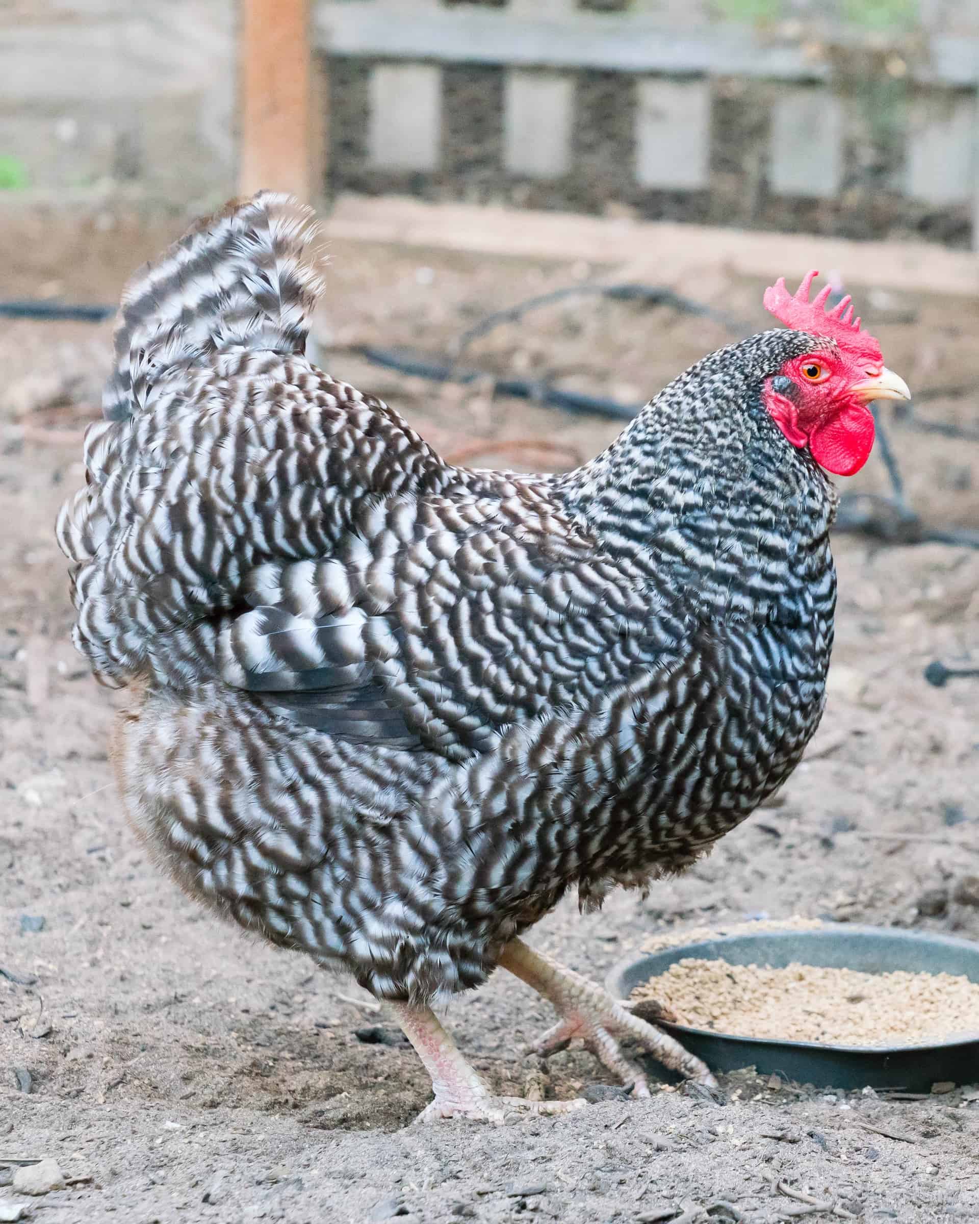 Top 12 Chickens That Lay Pink Eggs (With Pictures!)
