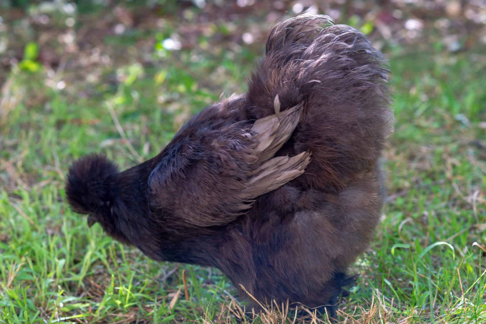 Black Silkie Chicken: Breed Profile, Facts & Pictures